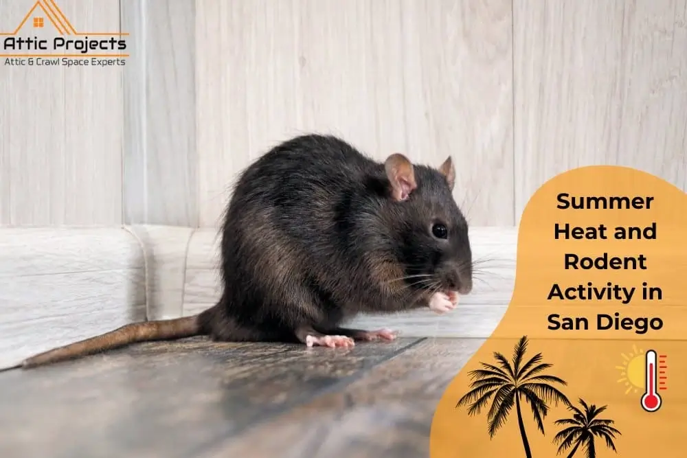 How Summer Heat Influences Rodent Activity in San Diego